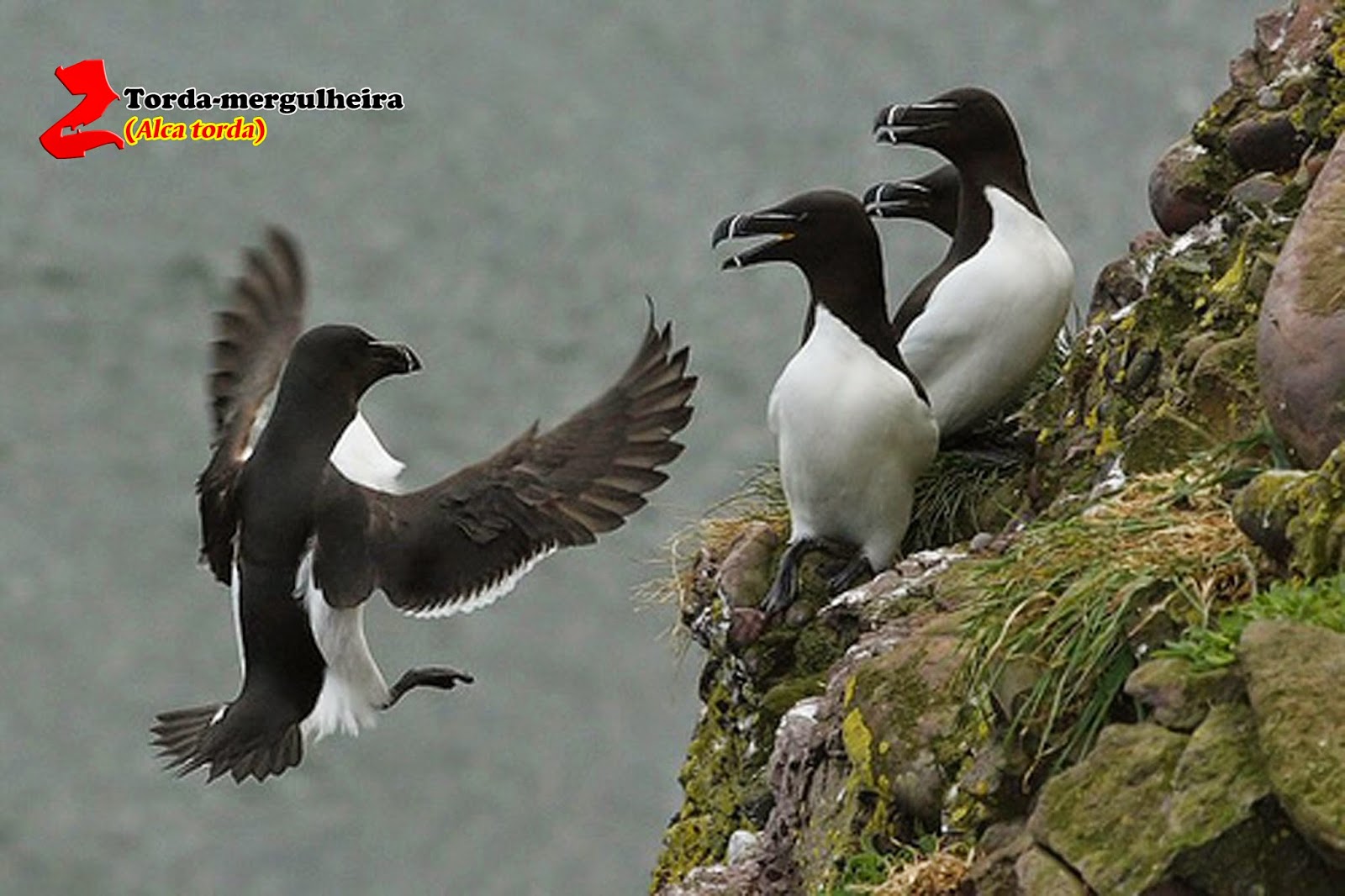 ORNITOLOGIA: Torda-mergulheira (Alca torda)